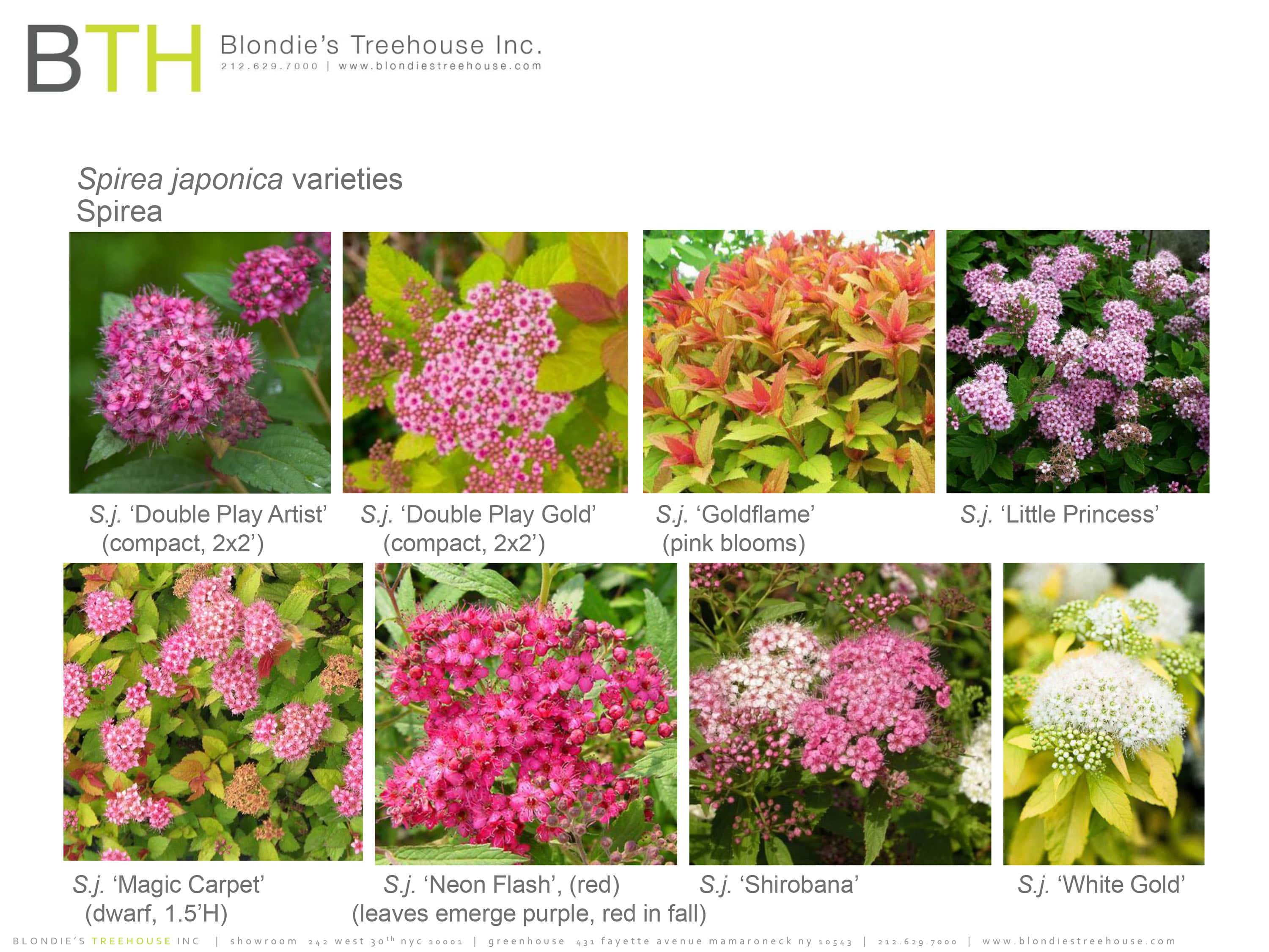 Spirea Varieties - Blondie's Treehouse, Inc.